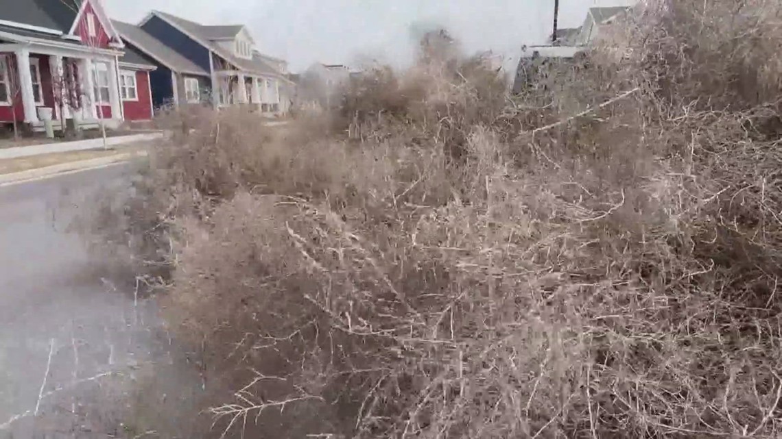 Tumbleweeds take over town in Utah | newscentermaine.com
