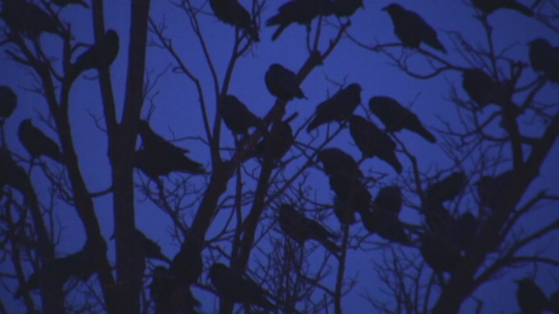Wildlife war erupts as crows crowd Minnesota city | newscentermaine.com