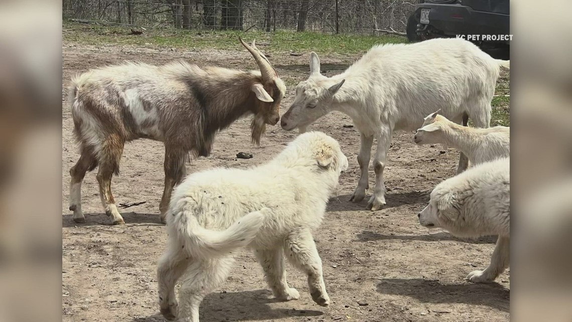 Kansas City goat returns home | newscentermaine.com