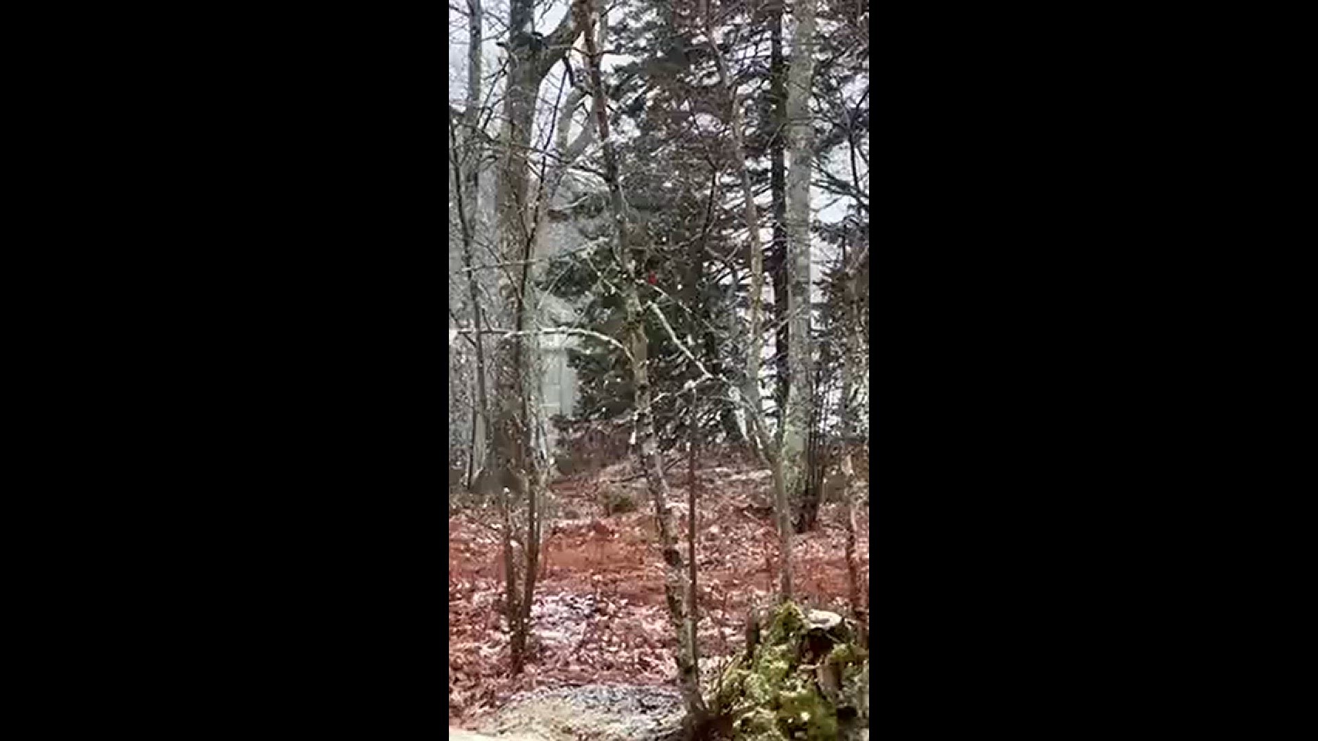 Let it snow, finally!! | newscentermaine.com