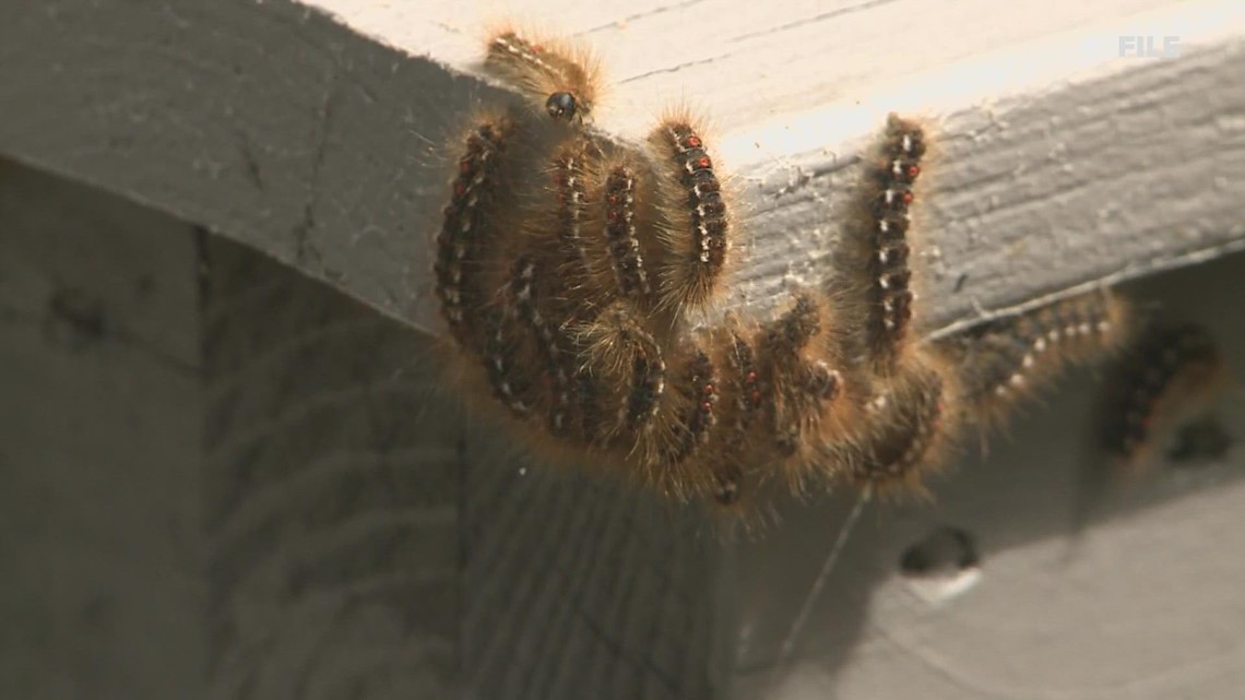 Remain cautious of browntail moth hair exposure this fall ...