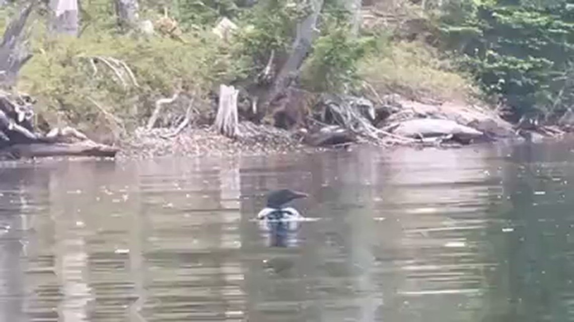 Loon calling | newscentermaine.com