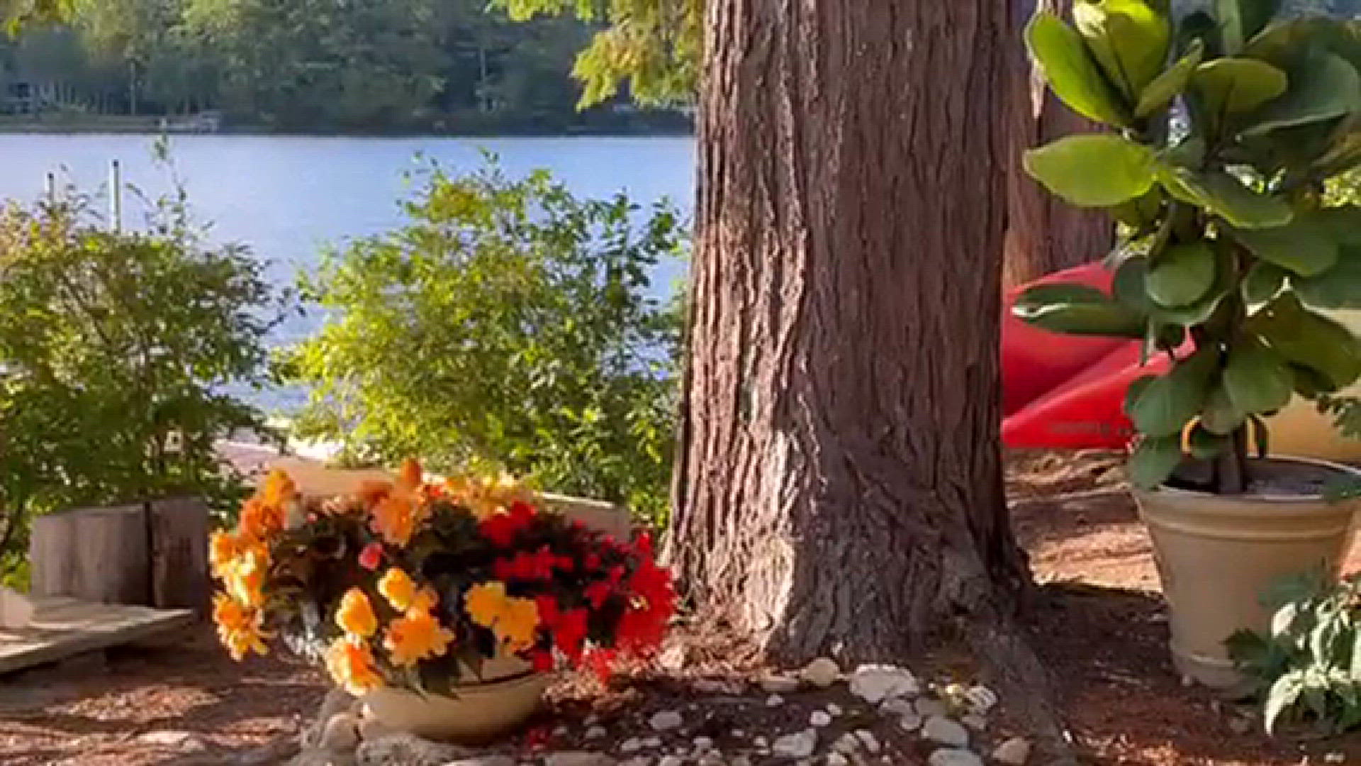 Begonias looking on point | newscentermaine.com