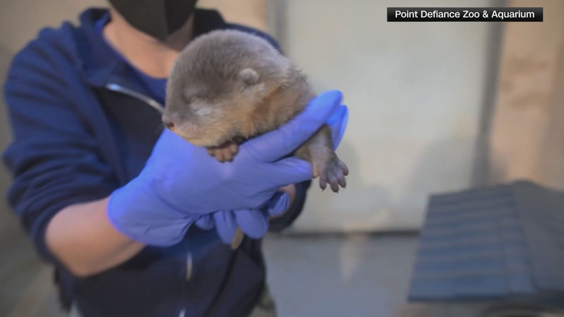 Washington zoo welcomes newborn baby otter | newscentermaine.com