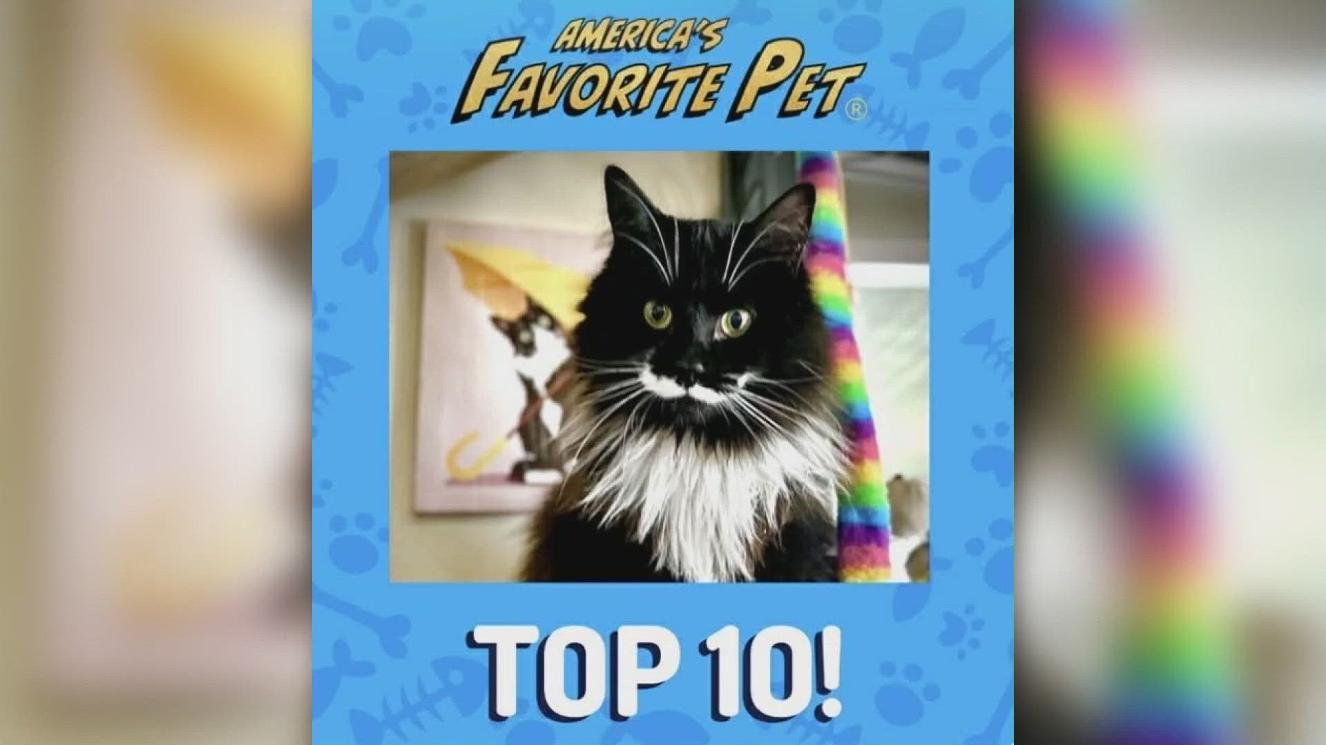 Maine rescue cat ‘Charlie’ is pawing her way toward a national magazine ...