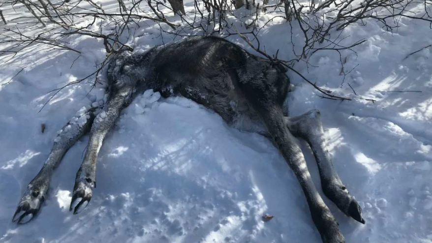 Moose killed in snowmobile accident | newscentermaine.com