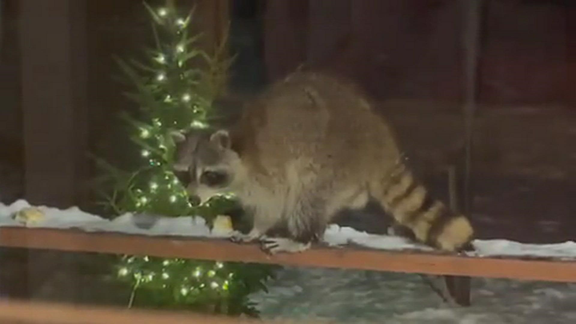 Pre storm snack | newscentermaine.com