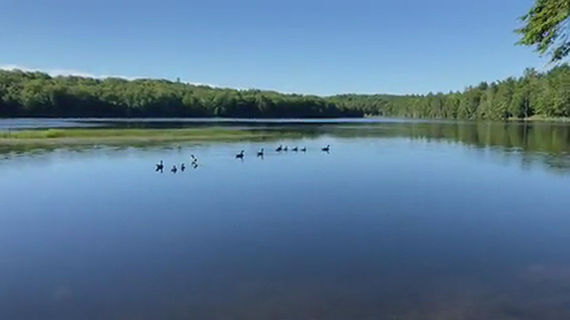 Sutherland Pond Sabattus with Tucker the Not So Smart Retriever ...