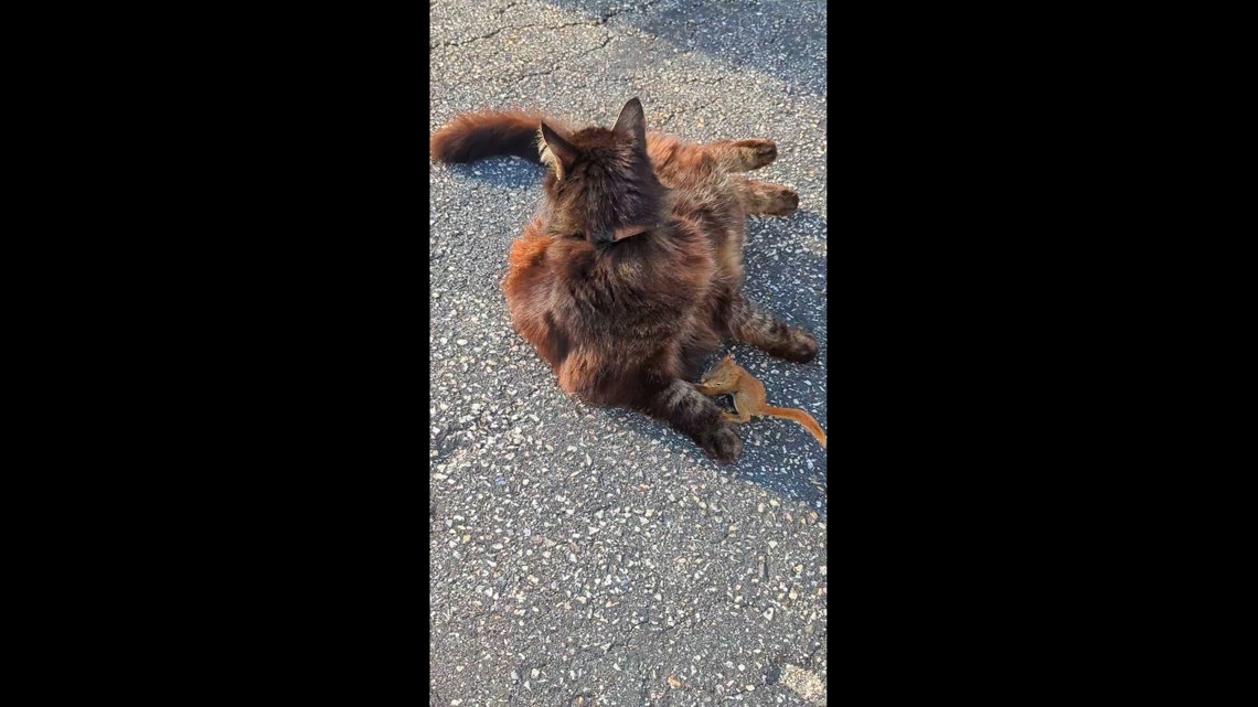 Baby squirrel befriends Rufus the Maine coon cat | newscentermaine.com