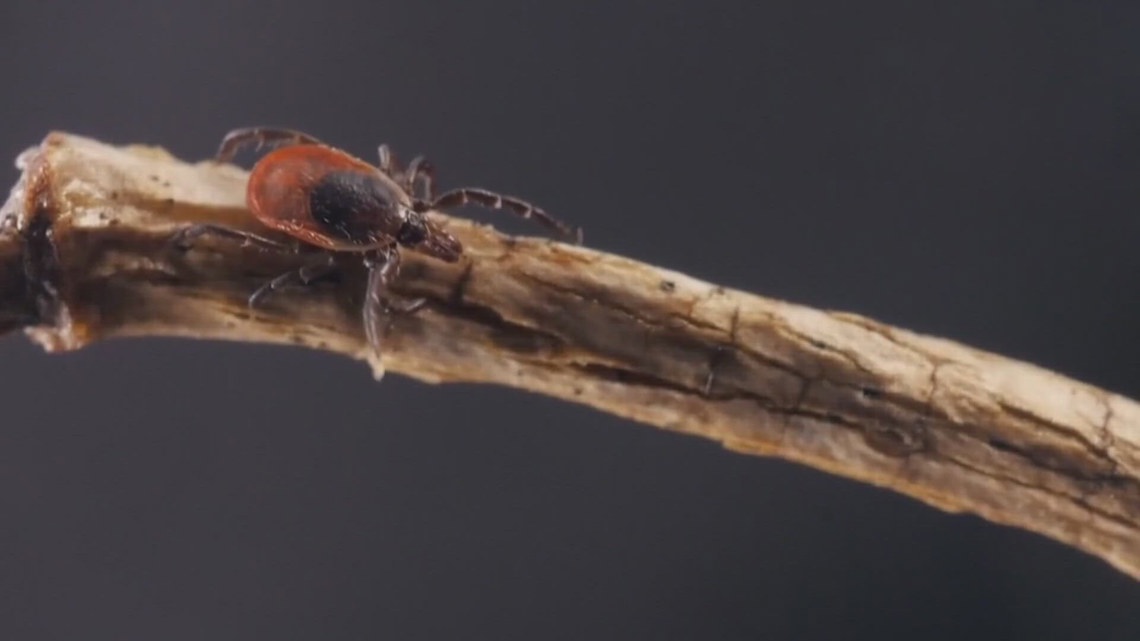 Maine sets record for number of tick-borne cases in 2025 ...