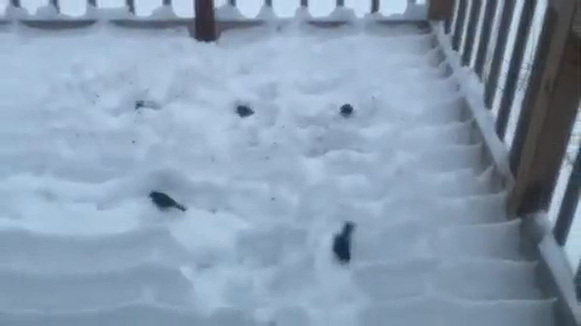 Birds mining seed in round pond | newscentermaine.com