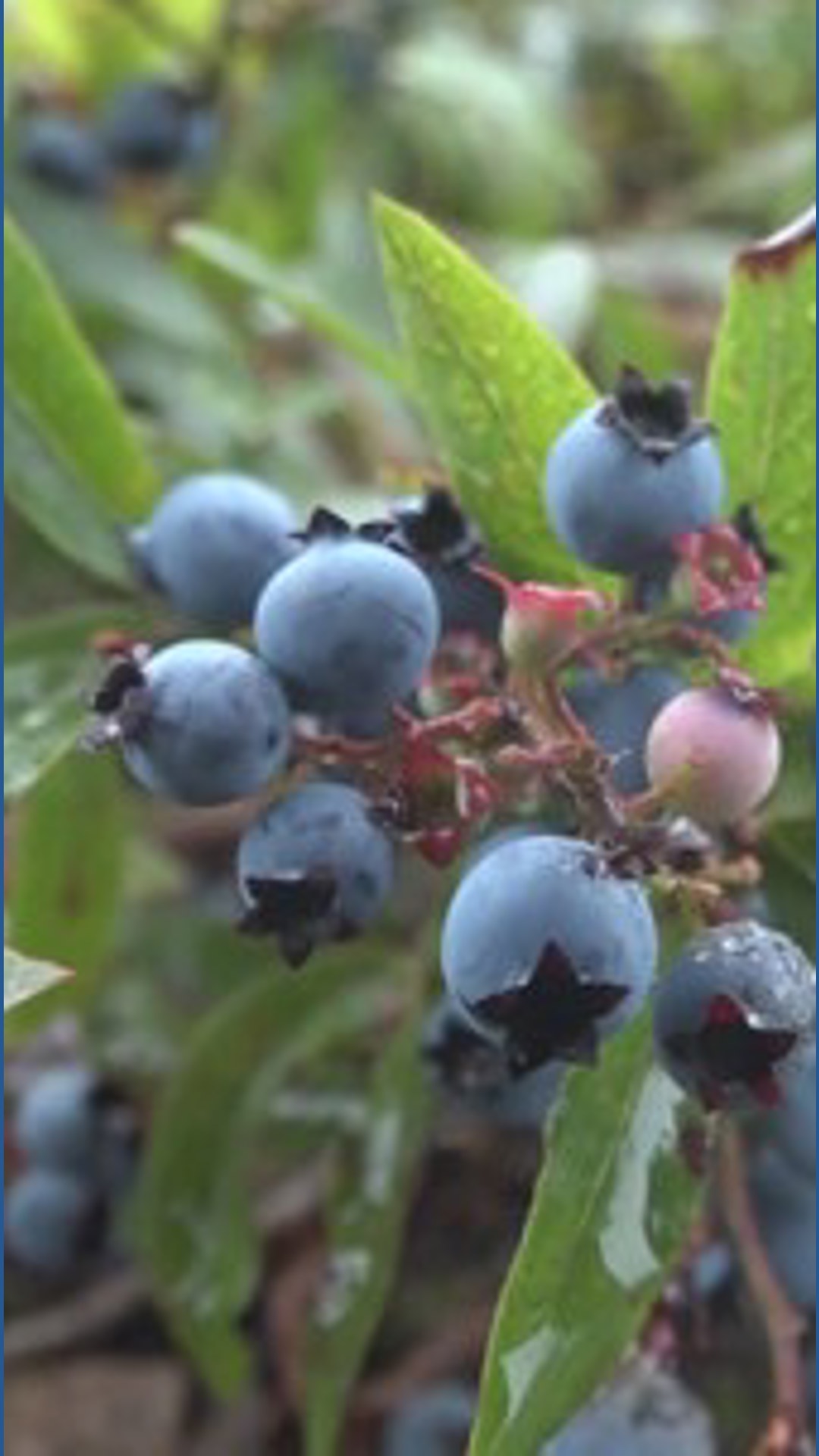 Blueberry farmers to meet for annual conference in Ellsworth ...