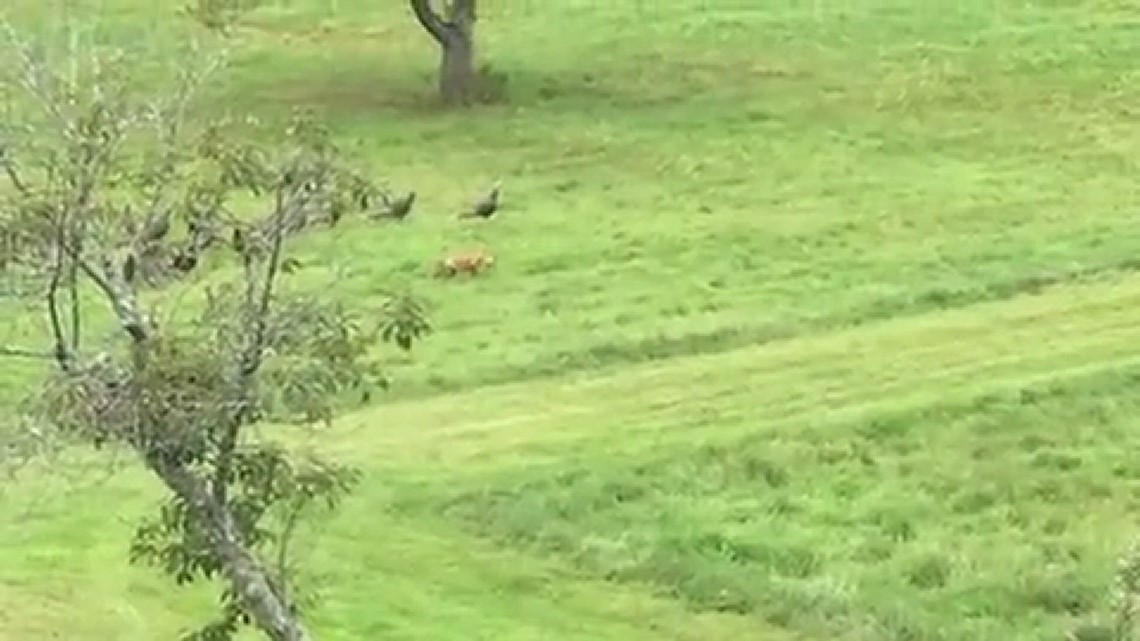 Fox and turkeys | newscentermaine.com