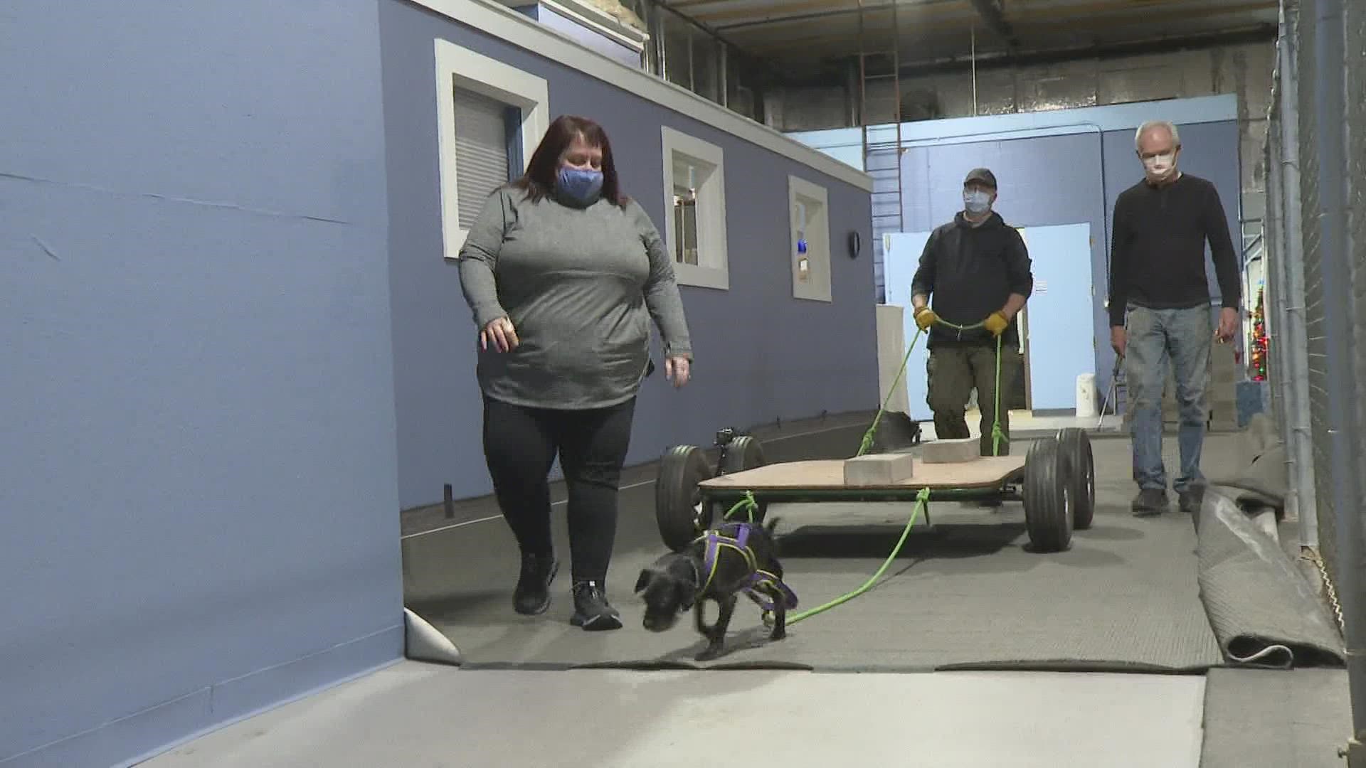 A sport for all dogs. Dirigo Working Dogs hosts weight pull event in ...