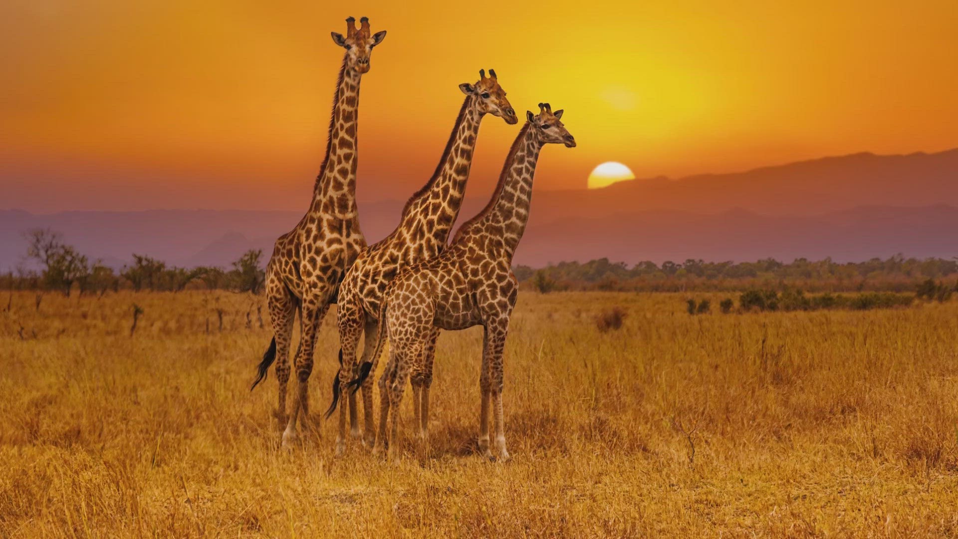 Four fast facts about giraffes | newscentermaine.com