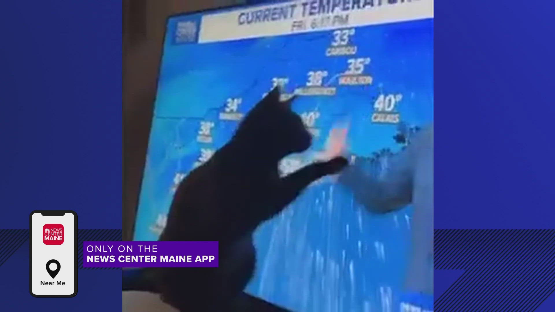 A furry fan of Ryan Breton's says the forecast "slaps ...