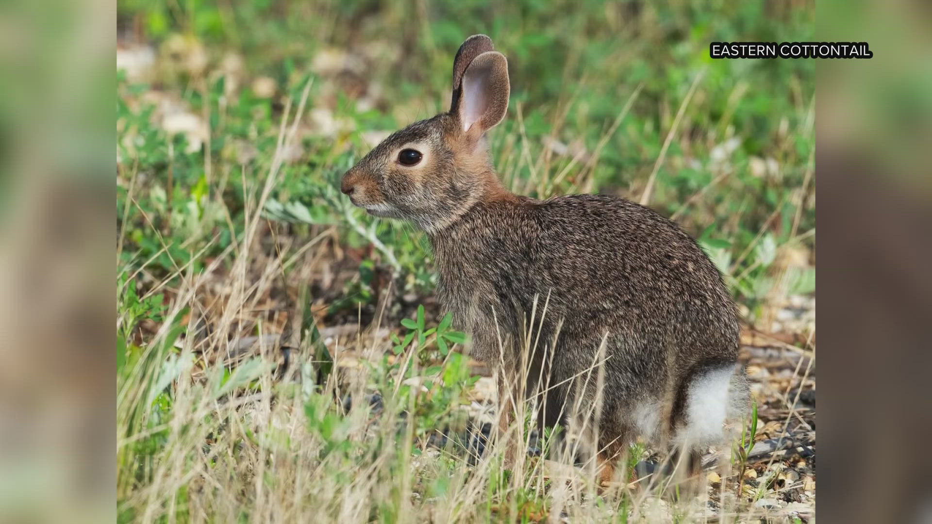 A tale of two tails: Invasive rabbit species spreads in Maine while a ...