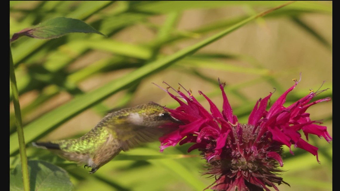 Hummingbird in slow motion | newscentermaine.com