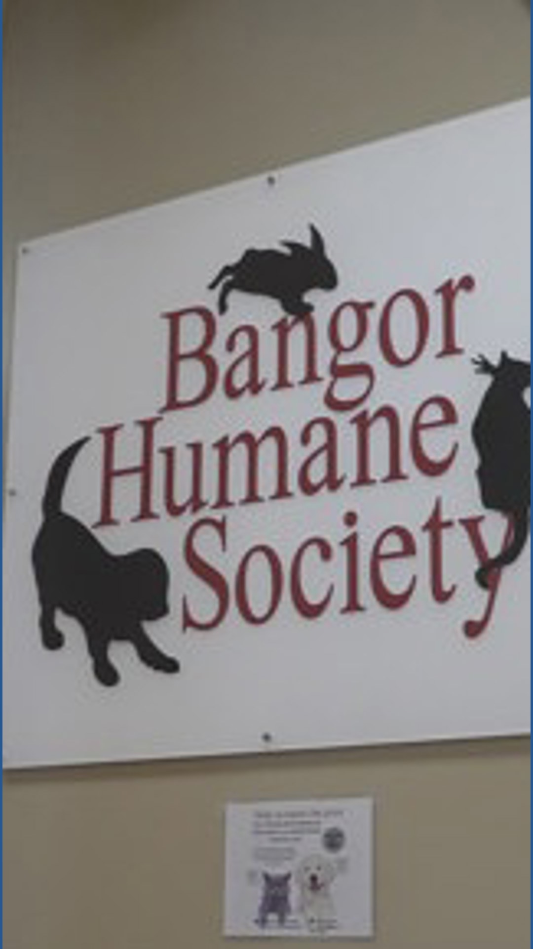 Bangor Humane Society needs to raise $45,000 | newscentermaine.com