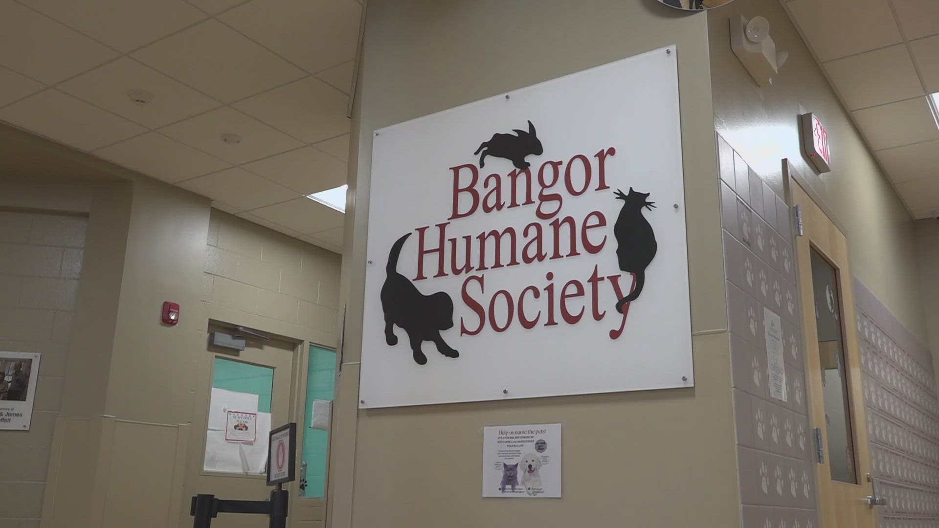 Bangor Humane Society needs to raise $45,000 | newscentermaine.com
