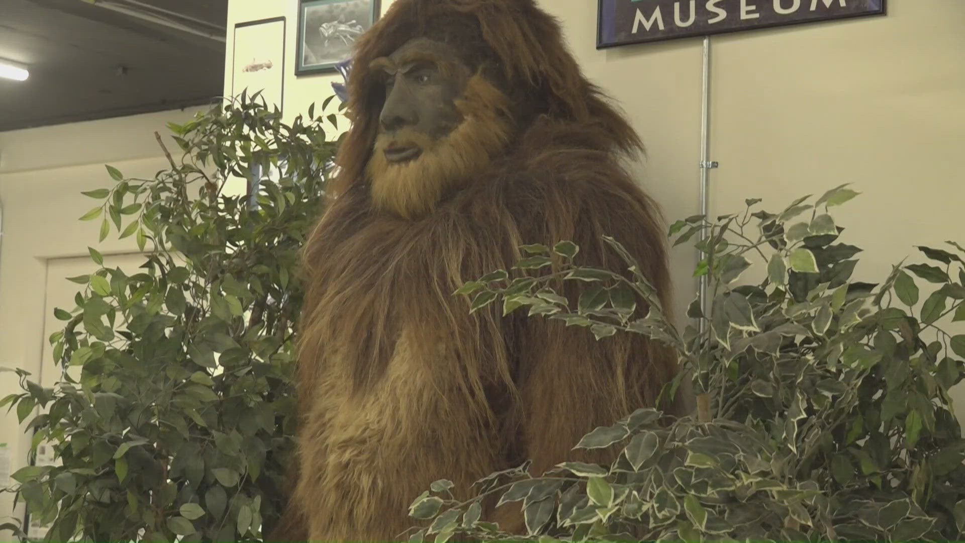The International Cryptozoology Museum opens in Bangor ...