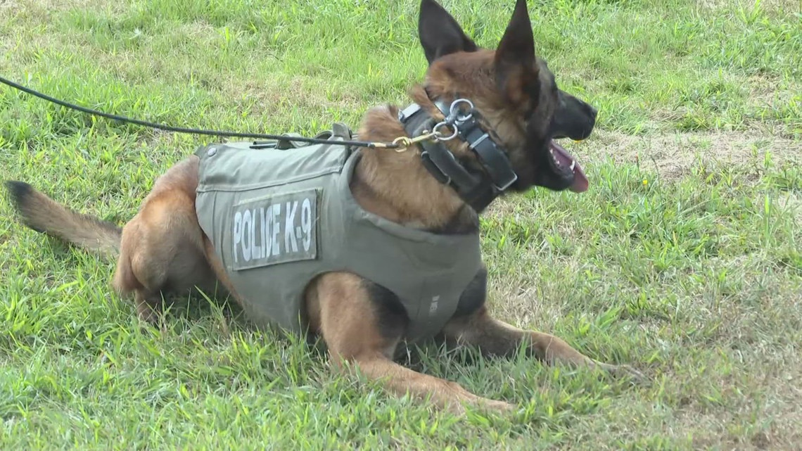 Tooth Fairy Cornhole tournament raises funds for K-9 dental care ...
