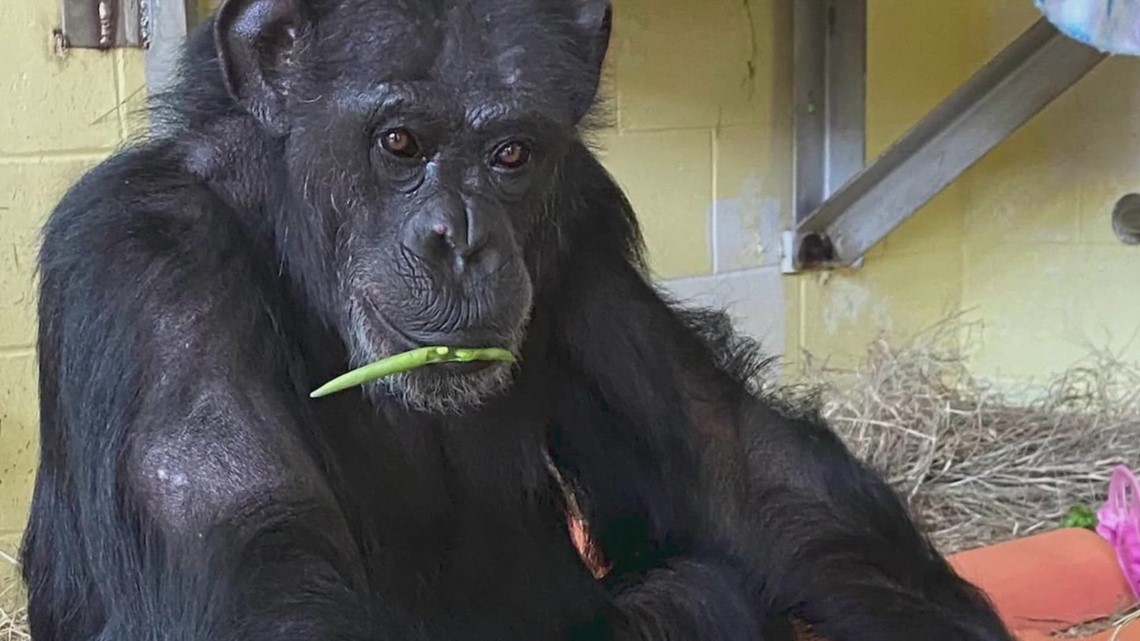 Vanilla the chimpanzee 'runs things' at Florida rescue facility, but it ...