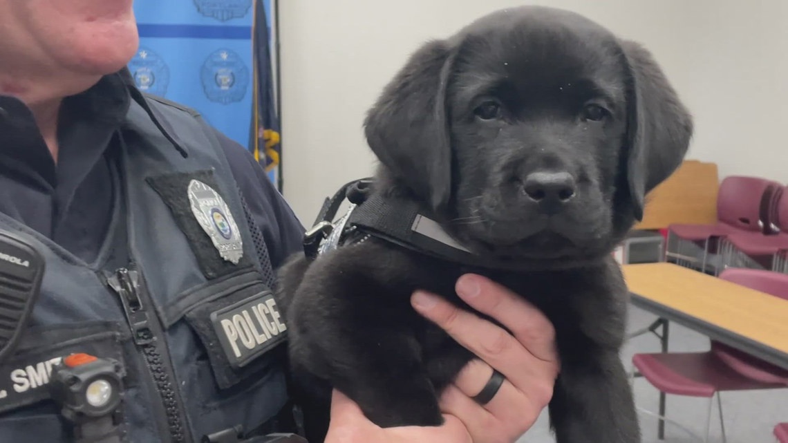 Meet Archie: Portland police welcome new member to the department ...