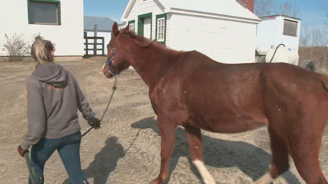 Owner of 'neglected 20' horses sentenced for unrelated crime ...