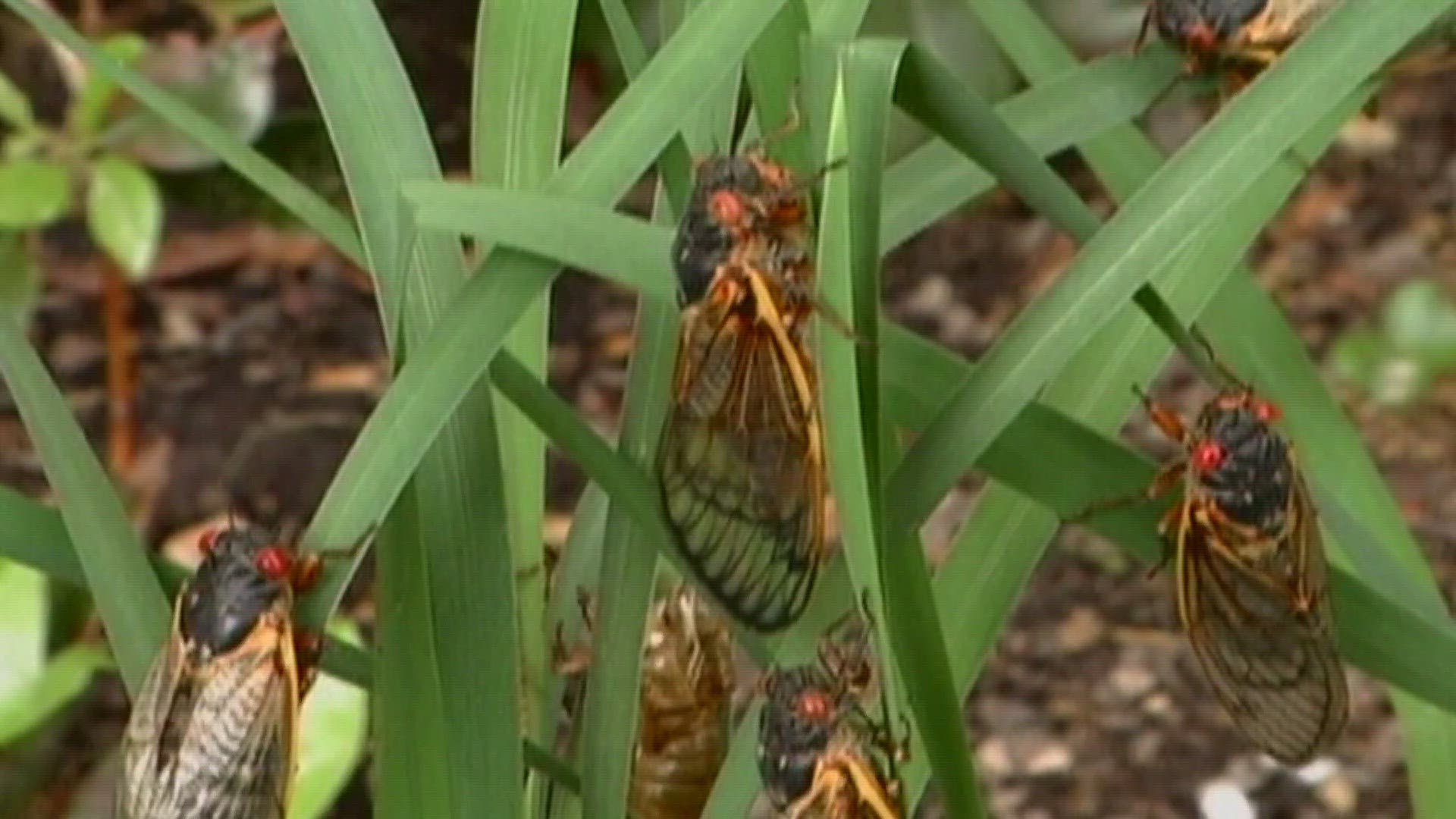 Two cicada populations expected to emerge same time in 221 years ...