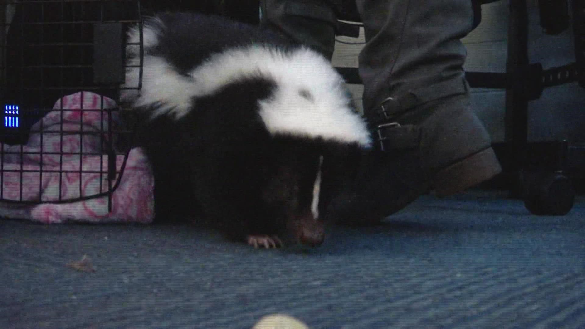 Meet Nugget, the emotional support skunk at a dispatch center in ...