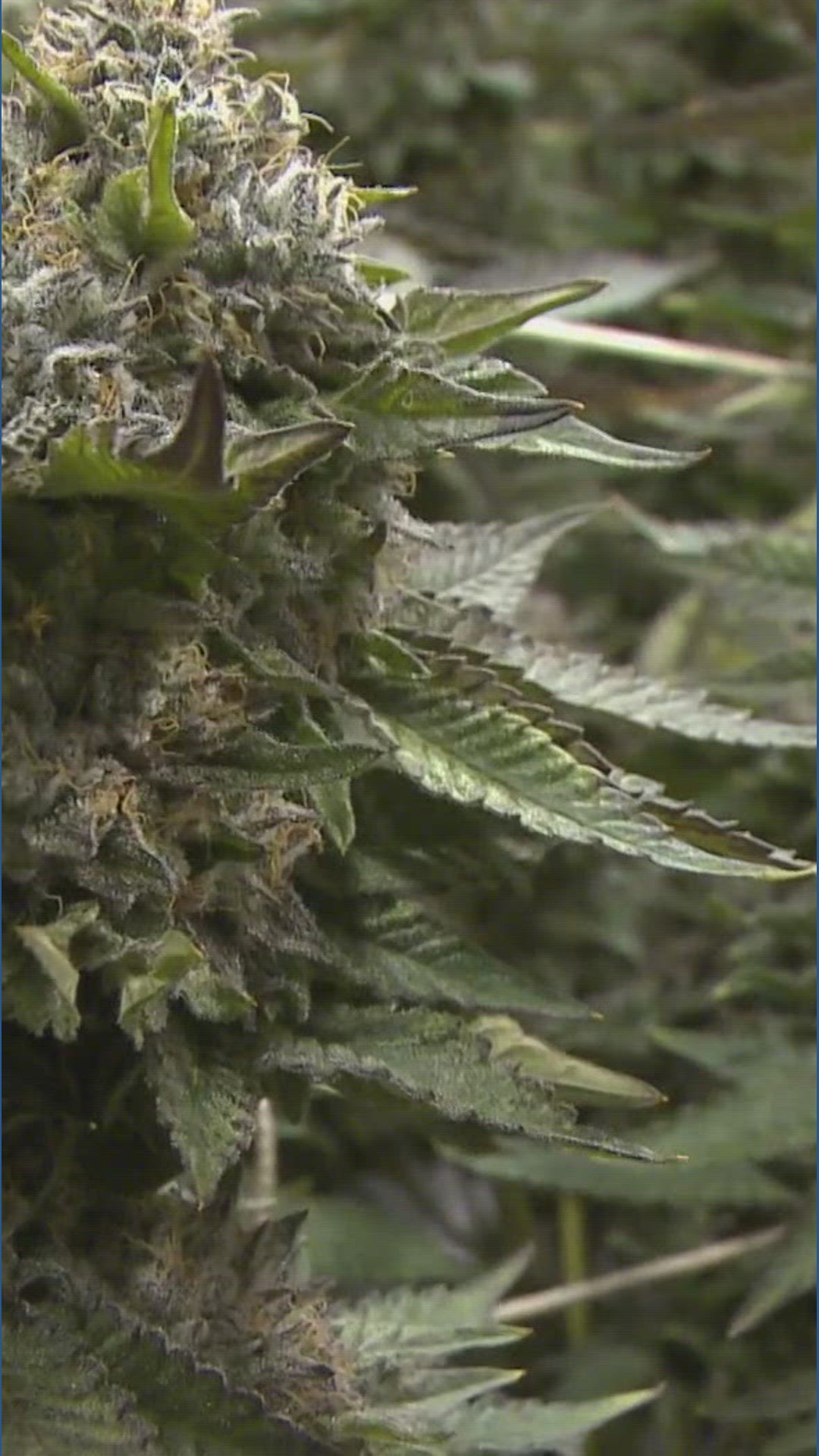 Deputies seize 2,100 pounds of pot in Somerset County raid ...