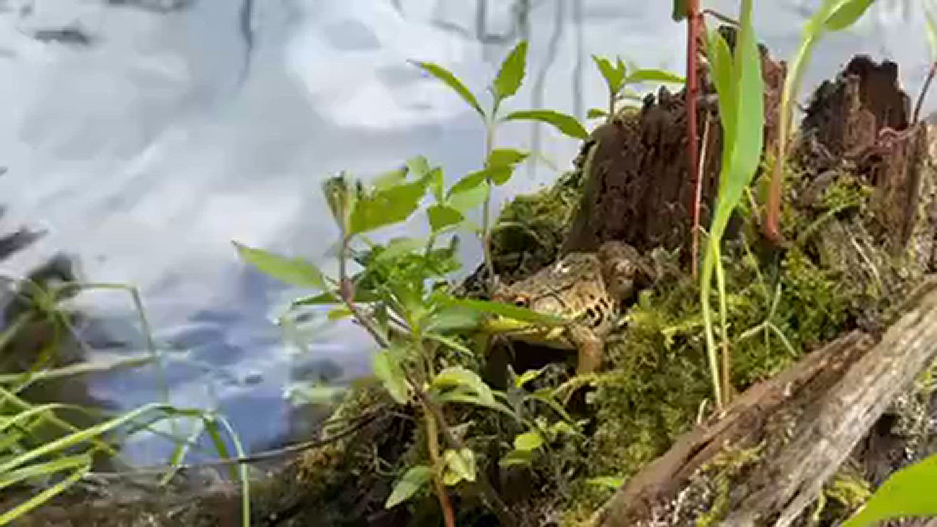 Tucker the Frog Hunter | newscentermaine.com
