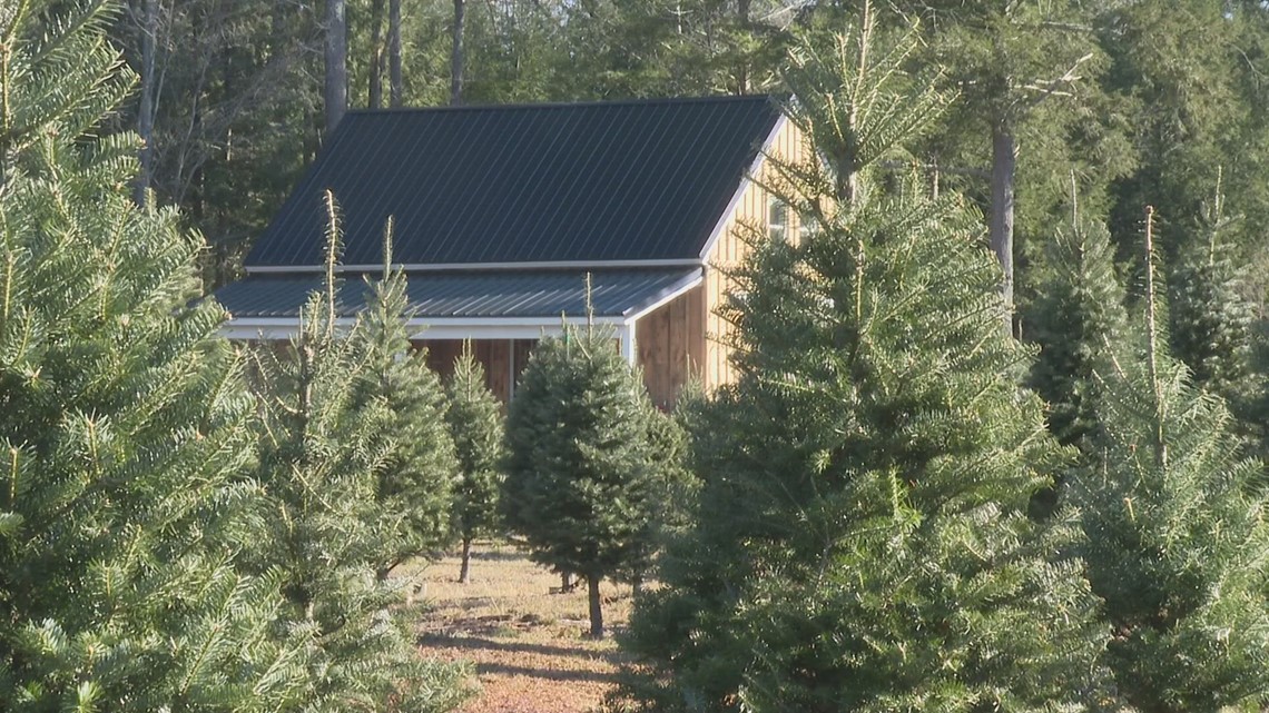 Christmas tree farm in Wells opens after eight years of waiting ...