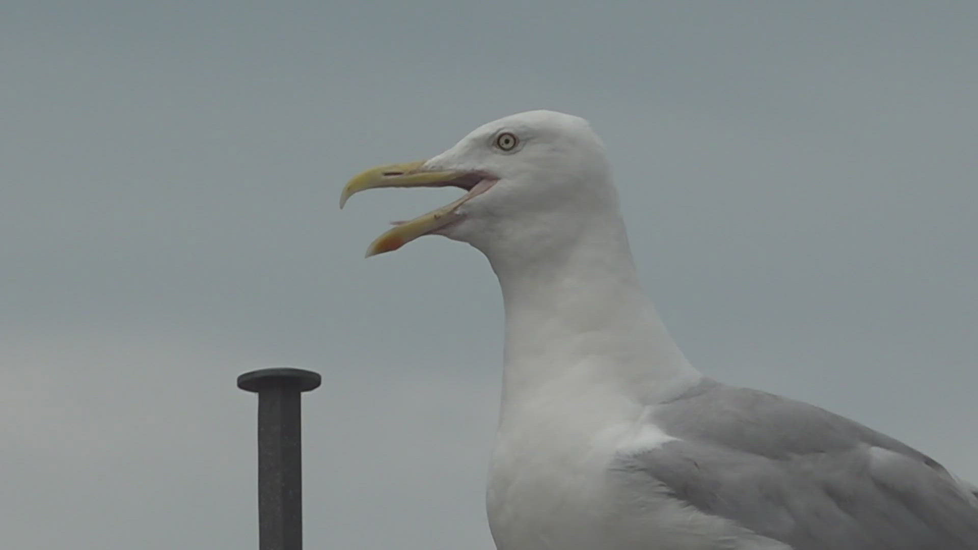 Researcher studies why seagulls flock to rooftops in Portland ...