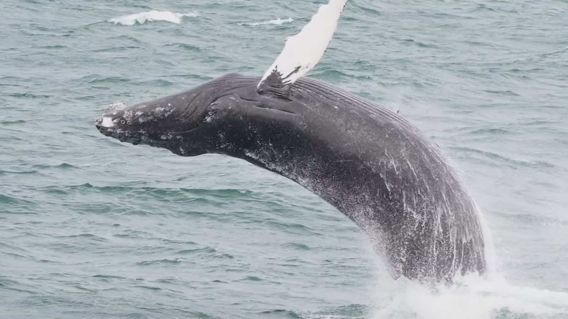 The body of a Whale washed up on a beach in Delaware | newscentermaine.com