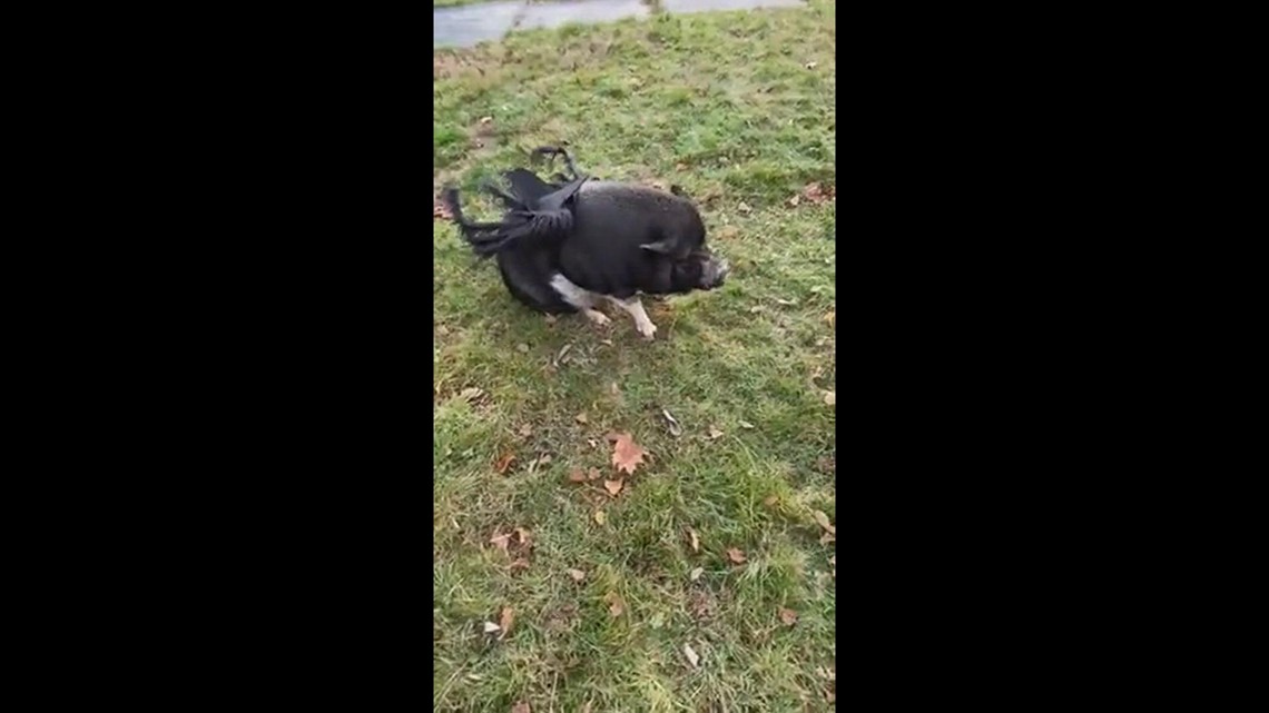 Piggy Smalls The Notorious P I G as spider pig for Halloween ...