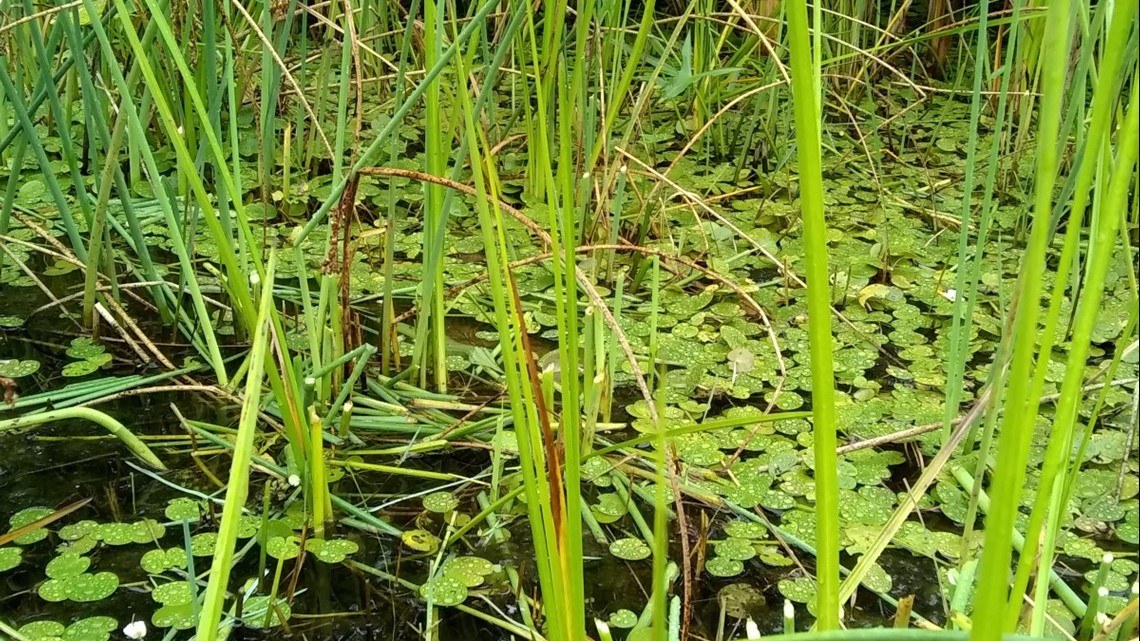 Officials: Invasive water plant discovered in Cobbossee Lake ...