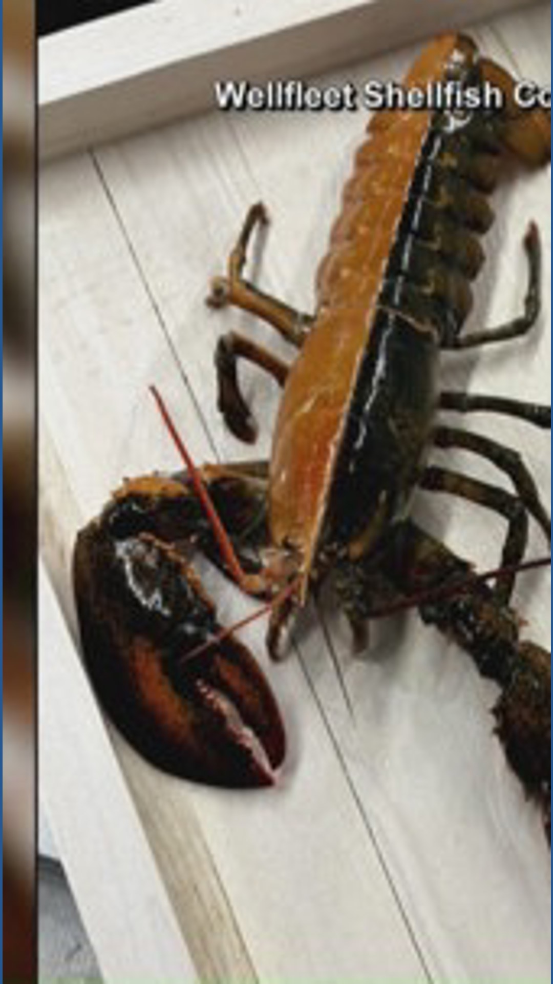 Rare split-color lobster caught earlier this month | newscentermaine.com