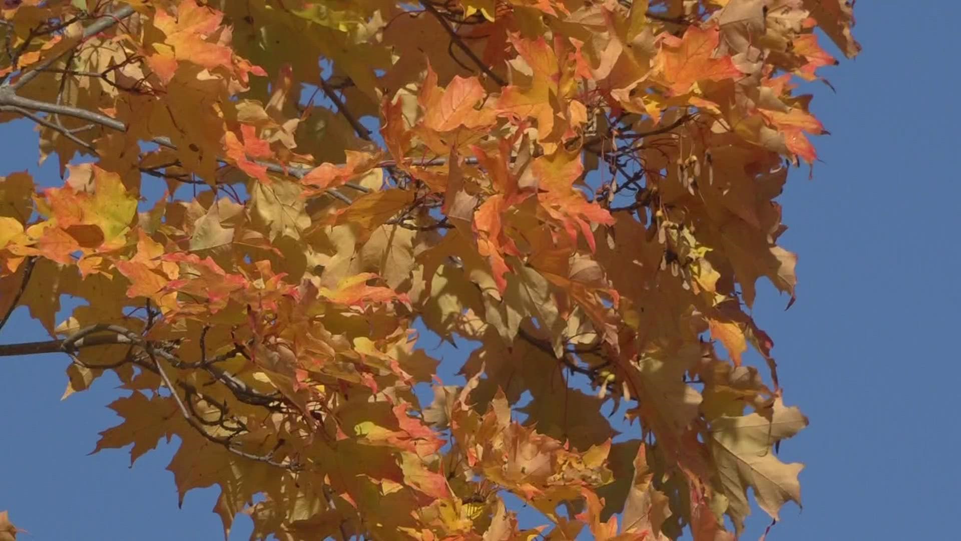 How can you distinguish allergies from COVID-19 and the flu ...