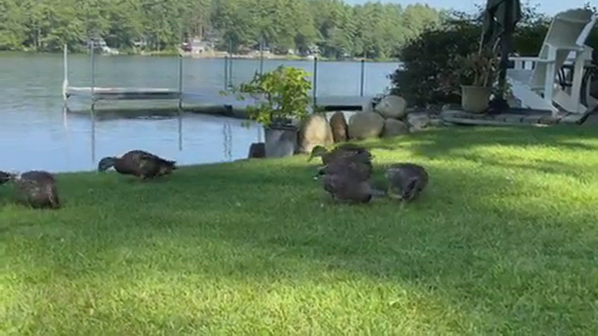 Duck dining | newscentermaine.com