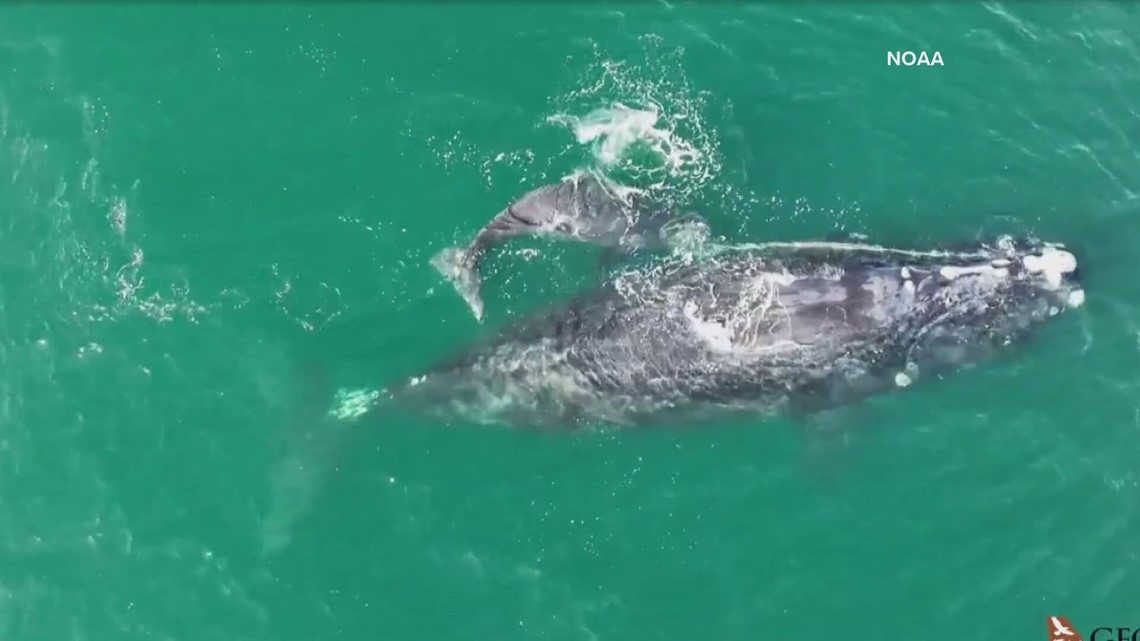 NOAA study shows threats ocean mammals face amid climate change ...