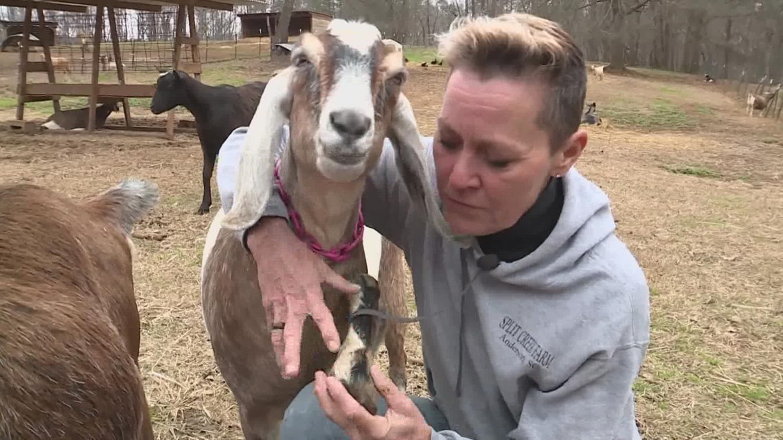 Aurora the goat gets a new lease on life with upgraded prosthetic hoof ...