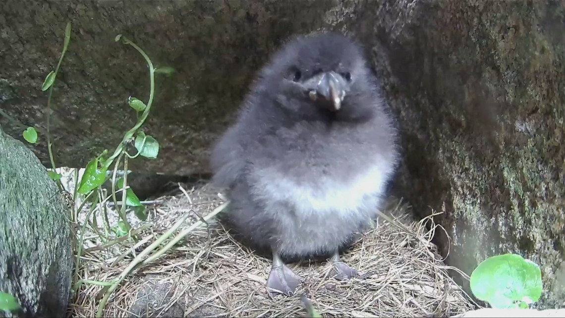 Puffin Watch: New puffling's name revealed | newscentermaine.com