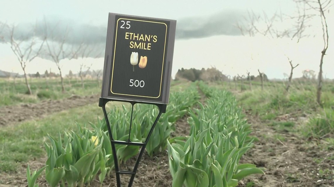 'Ethan's Smile' tulip honors University of Idaho student killed last ...