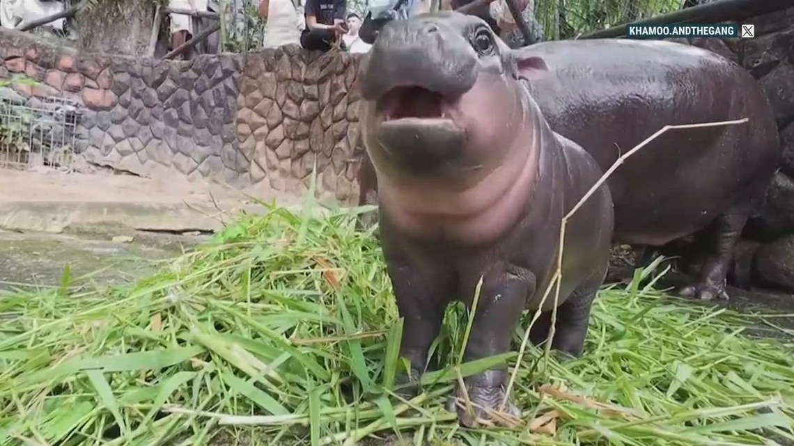 Meet the Baby Pygmy Hippo: The Tiny, Chunky Wonder Who Took the ...