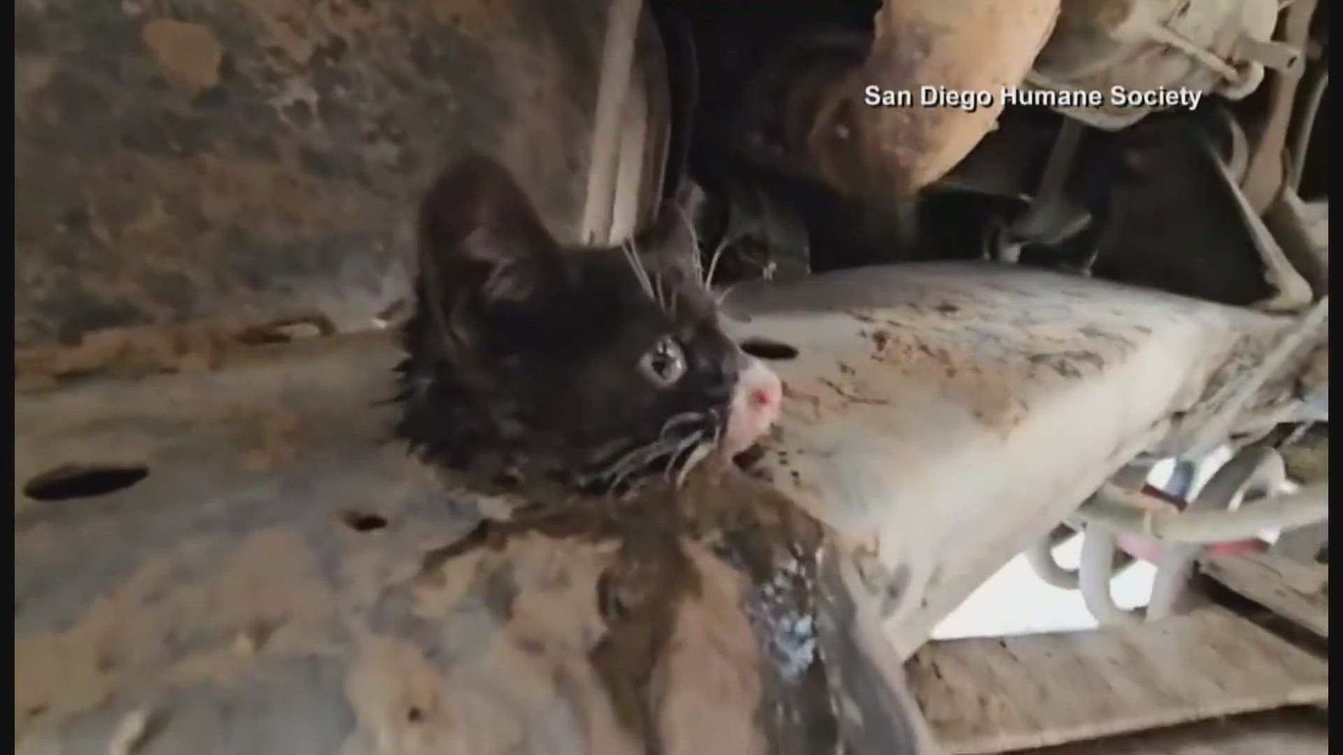 Kitten rescued after getting stuck in the frame of a truck in San Diego ...