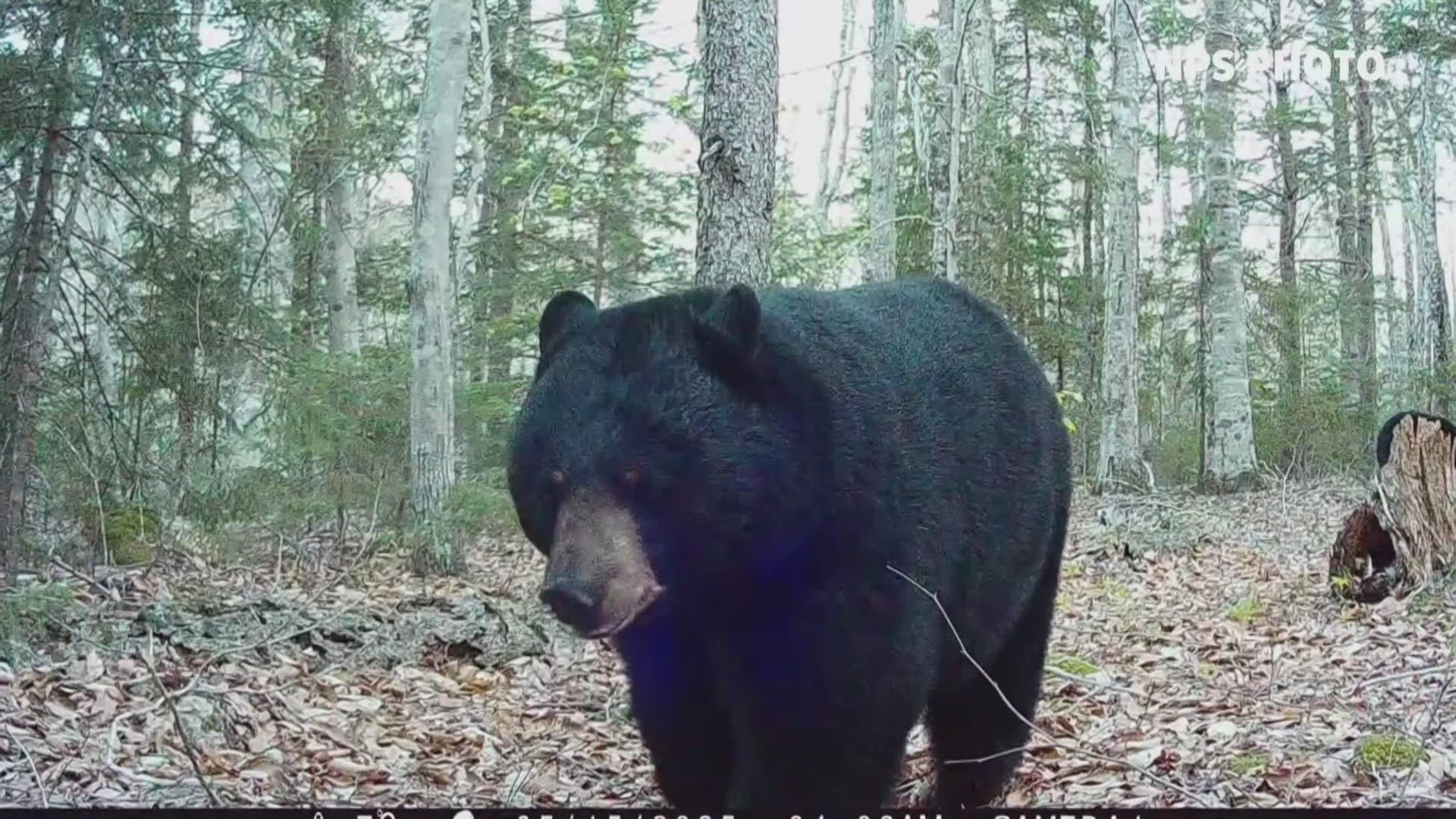 Maine biologists urge caution as bear sightings rise | newscentermaine.com