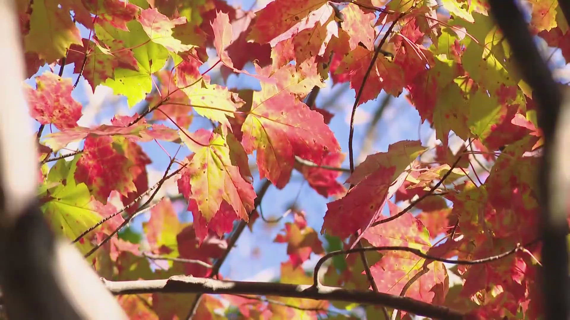 Fall foliage is at or near peak across much of Maine | newscentermaine.com