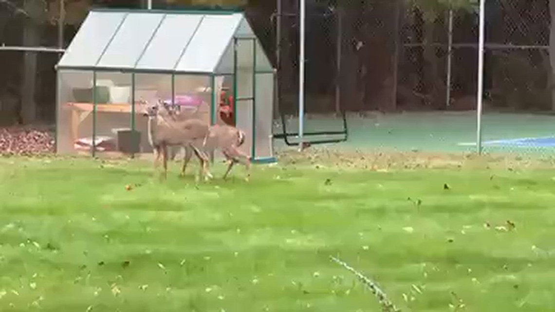 Two Deer Having Fun | newscentermaine.com
